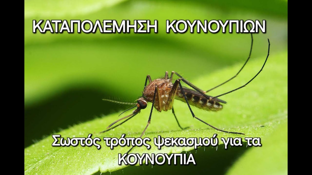 ΚΑΤΑΠΟΛΕΜΗΣΗ ΚΟΥΝΟΥΠΙΩΝ: Σωστός Τρόπος Ψεκασμού Για Τα Κουνούπια - YouTube