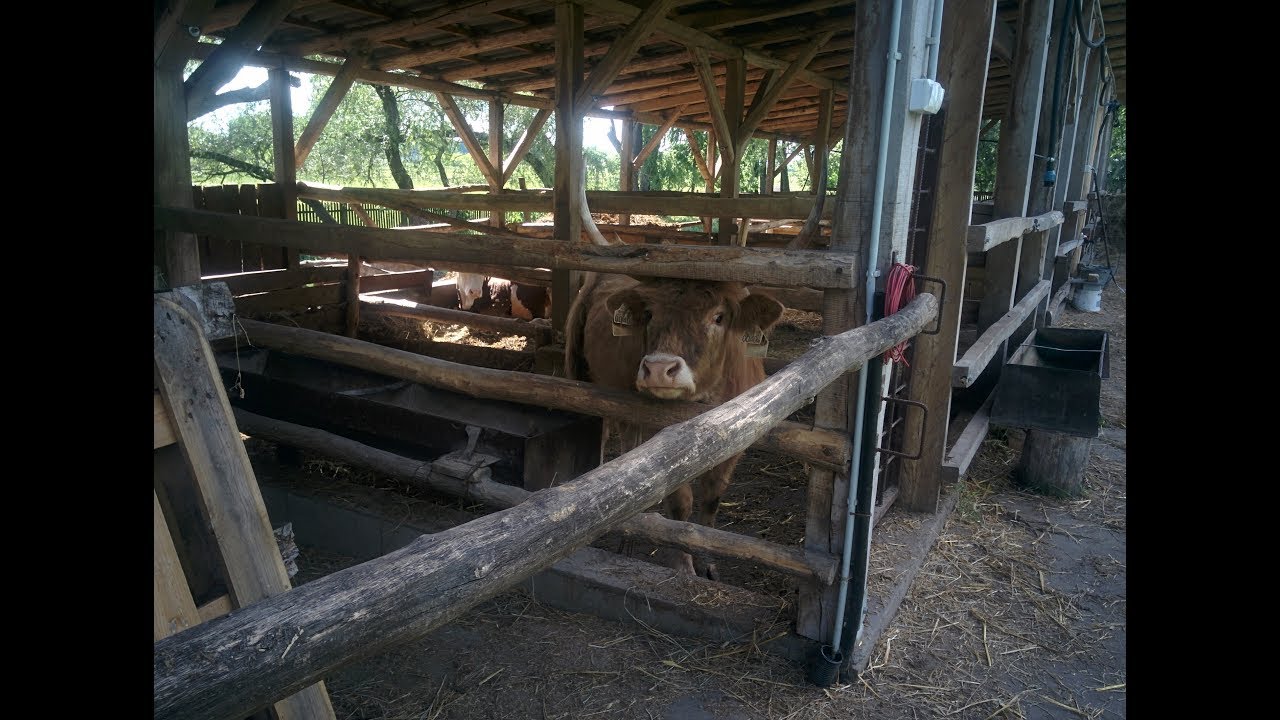 Visit to another animal breeding farm - YouTube