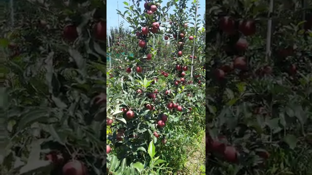 Alpine Agro Fresh Pvt.Ltd Lassipora pulwama. High density apple ...