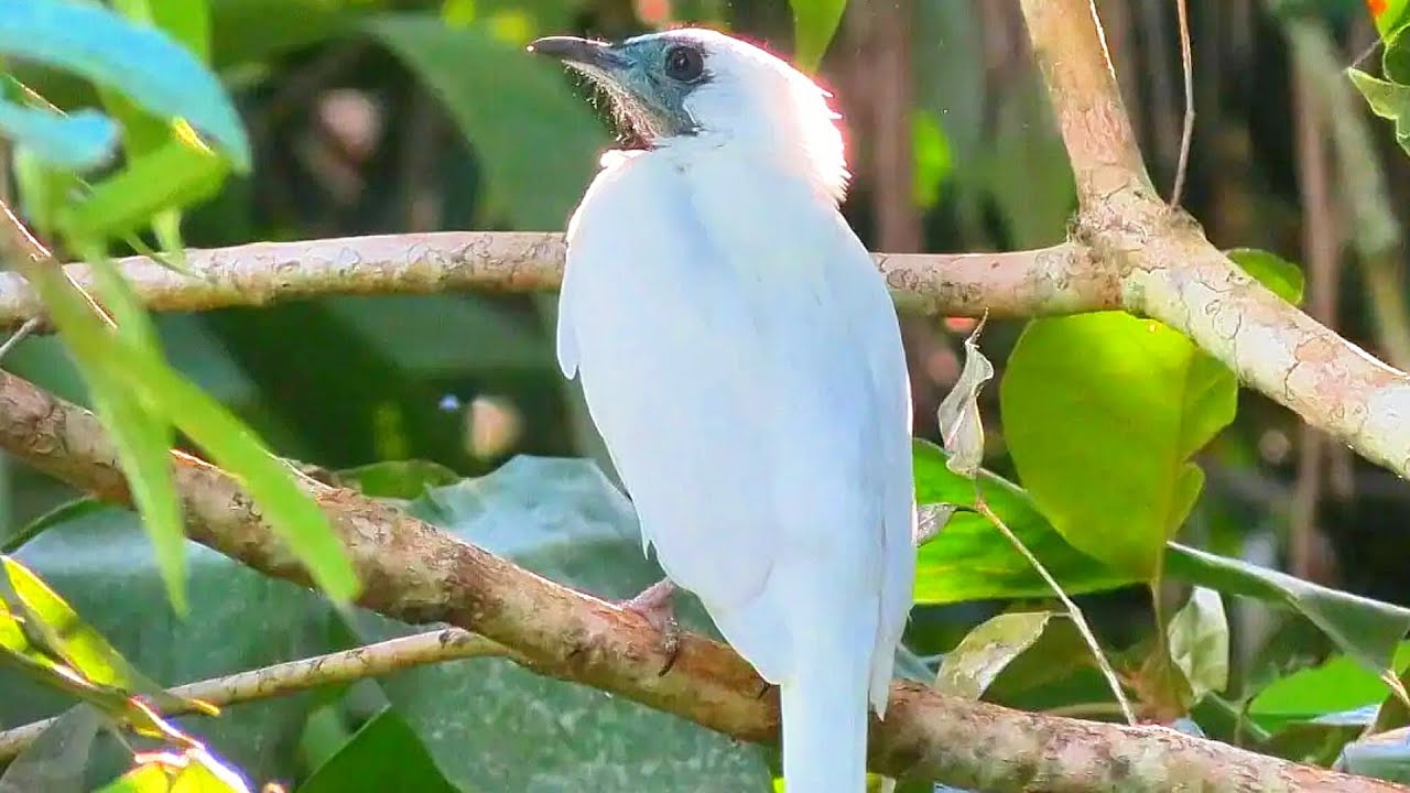 ARAPONGA-da-AMAZÔNIA - YouTube