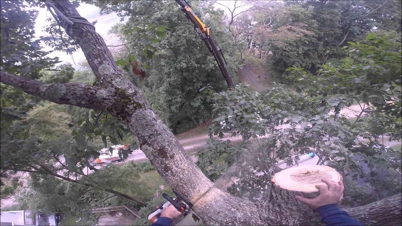 Yough Lake tree removal pt. 2 - YouTube