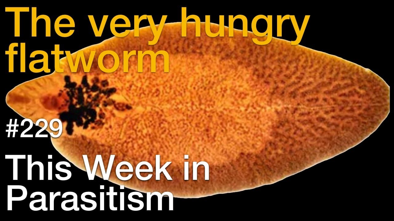 TWiP 229: The very hungry flatworm - YouTube