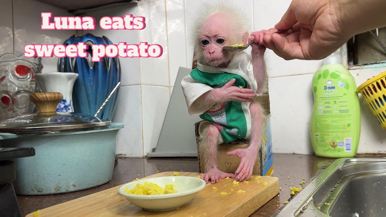 Luna’s First Taste of Dad’s Steamed Sweet Potatoes - YouTube