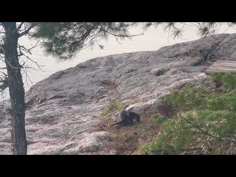 Otter in Voyageurs National Park getting frisky!