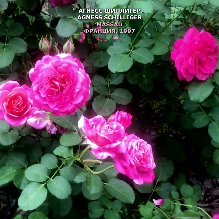 Роза Агнес Шиллигер в моем саду 6.08.2021.Agnes Sсhilliger Rose in my ...