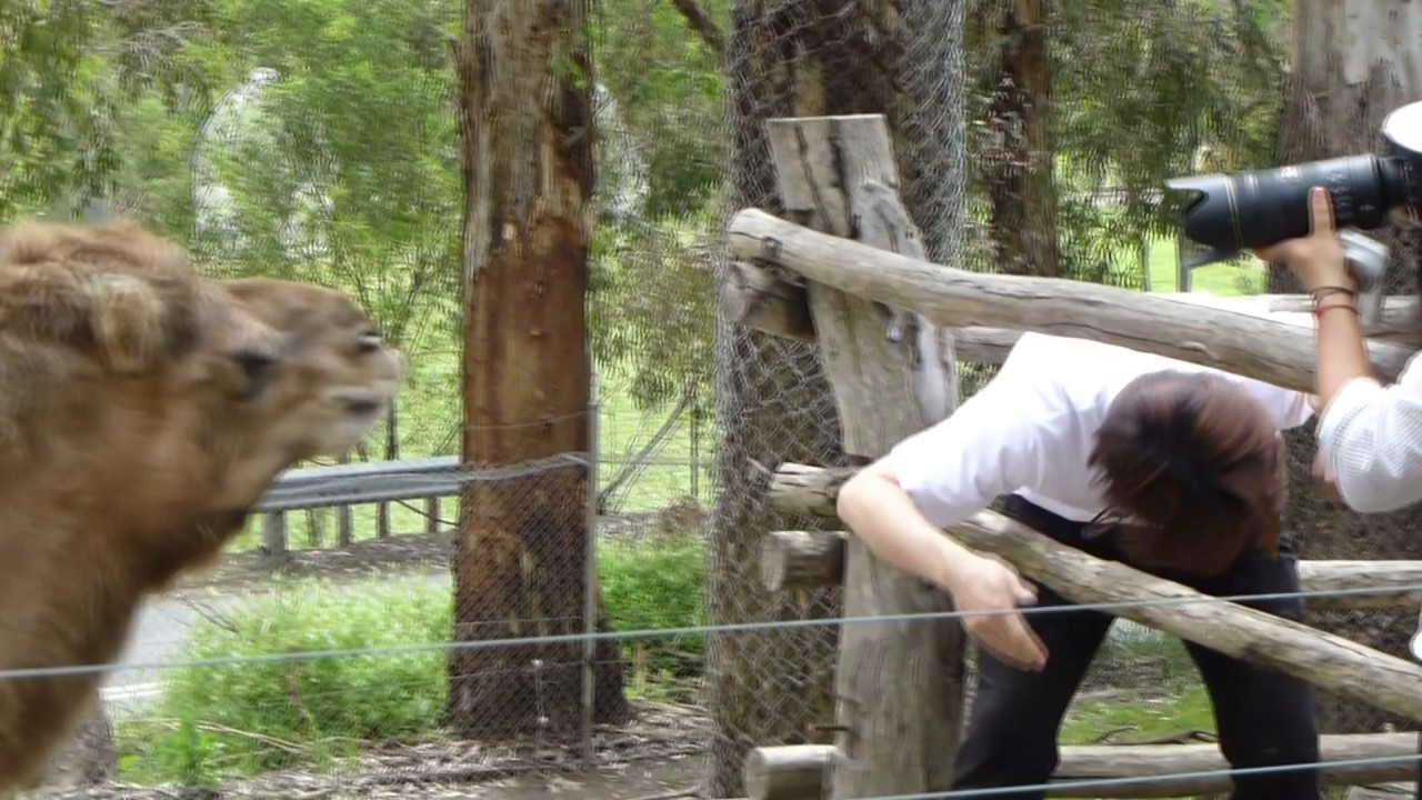 Camel Feeding - Gorge Wildlife Park - YouTube
