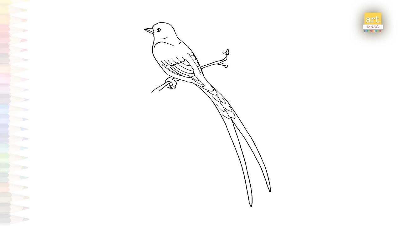 Scissor tailed flycatcher drawing easy | Birds sketches | How to draw ...