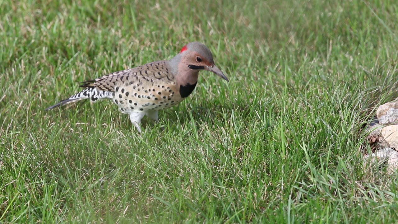 Northern Flicker Searching For Food in Backyard - YouTube