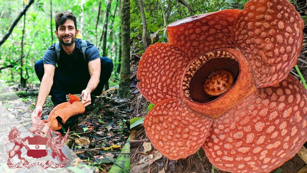 Pathless Forest: The Quest To Save The World’s Largest Flowers | Chris ...