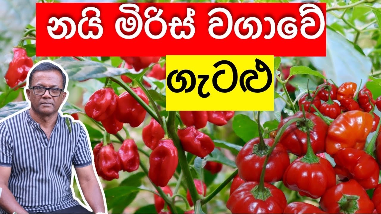 මේ ටික දැනගන නයි මිරිස් වවන්න | Nai Miris Wagawa | Ceylon Agri ...