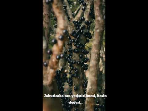 Gövdesinde Meyve Veren Ağaç jabutica #jabuticaba #meyve #bilgi #tropical #viralvideo #fruit #shorts