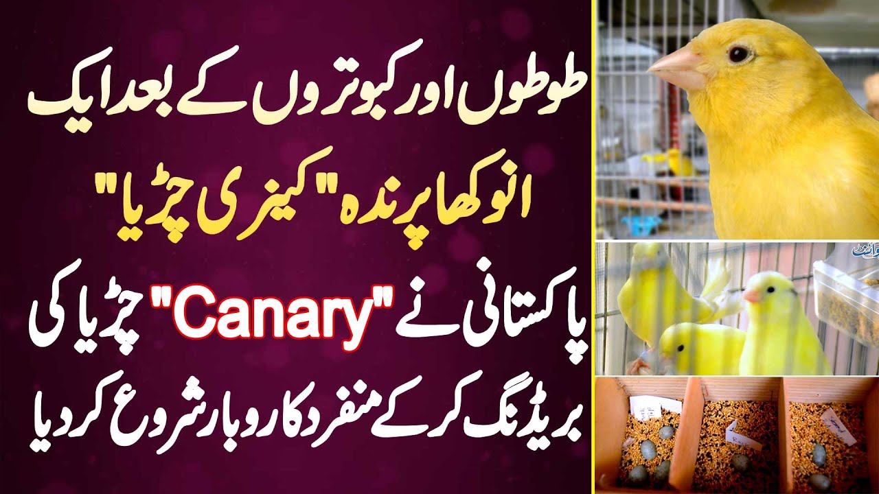Pakistani Ne Unique Bird "Canary Sparrow" Ki Breeding Shuru Kar Ke ...