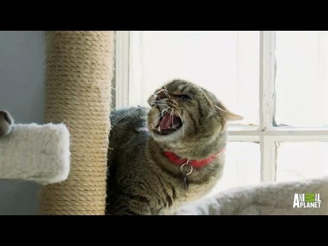 An Insane Asylum for Cats | My Cat From Hell - YouTube