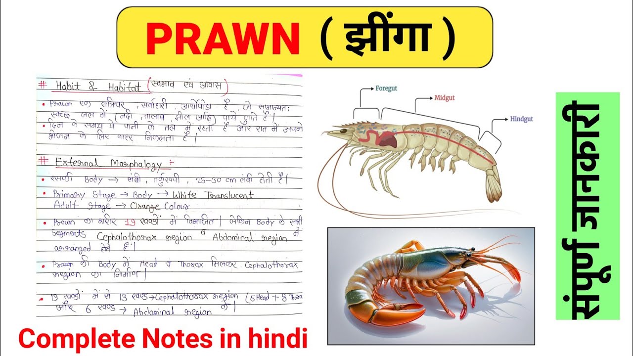 prawn bsc 1st year in hindi | prawn | prawn diagram | झींगा | prawn bsc ...