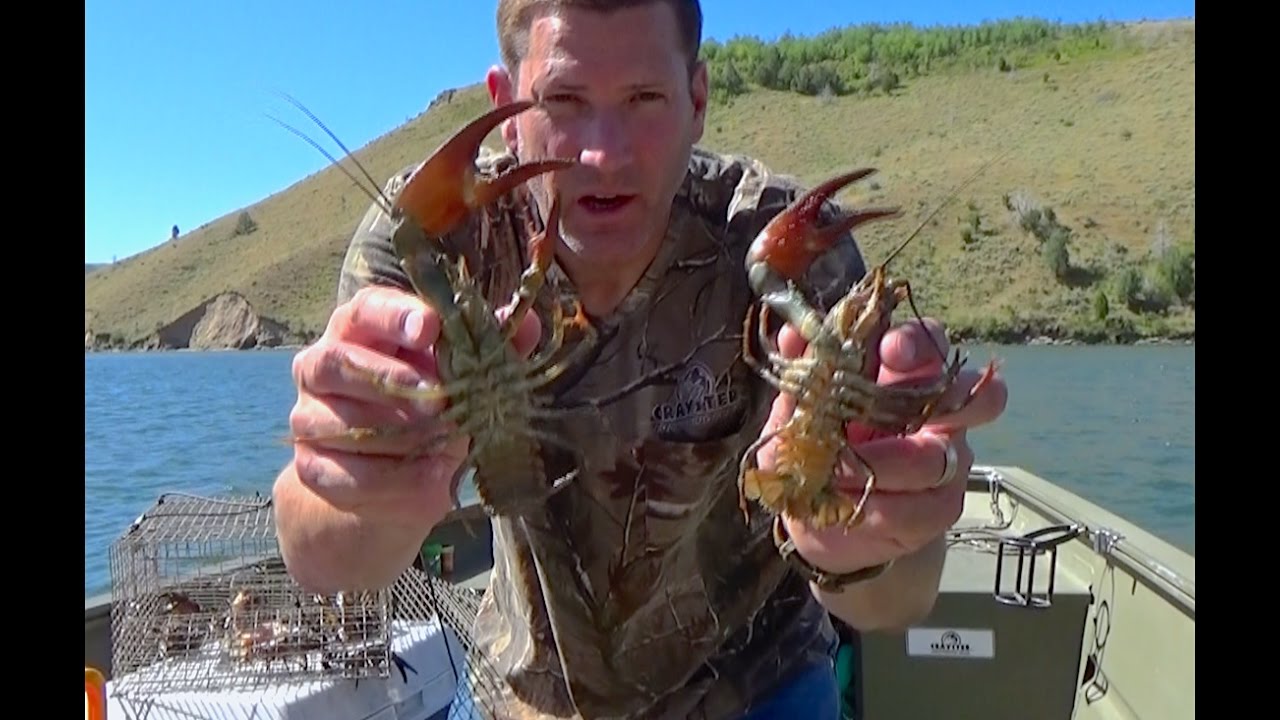 Huge Crawfish Caught On Underwater Go Pro "The Double Barrel Lobster ...