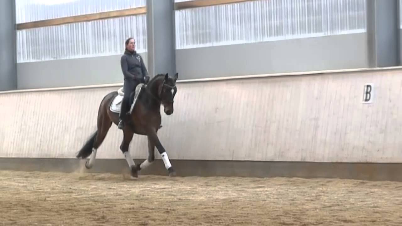 Oldenburger Wallach von Sir Donnerhall - YouTube