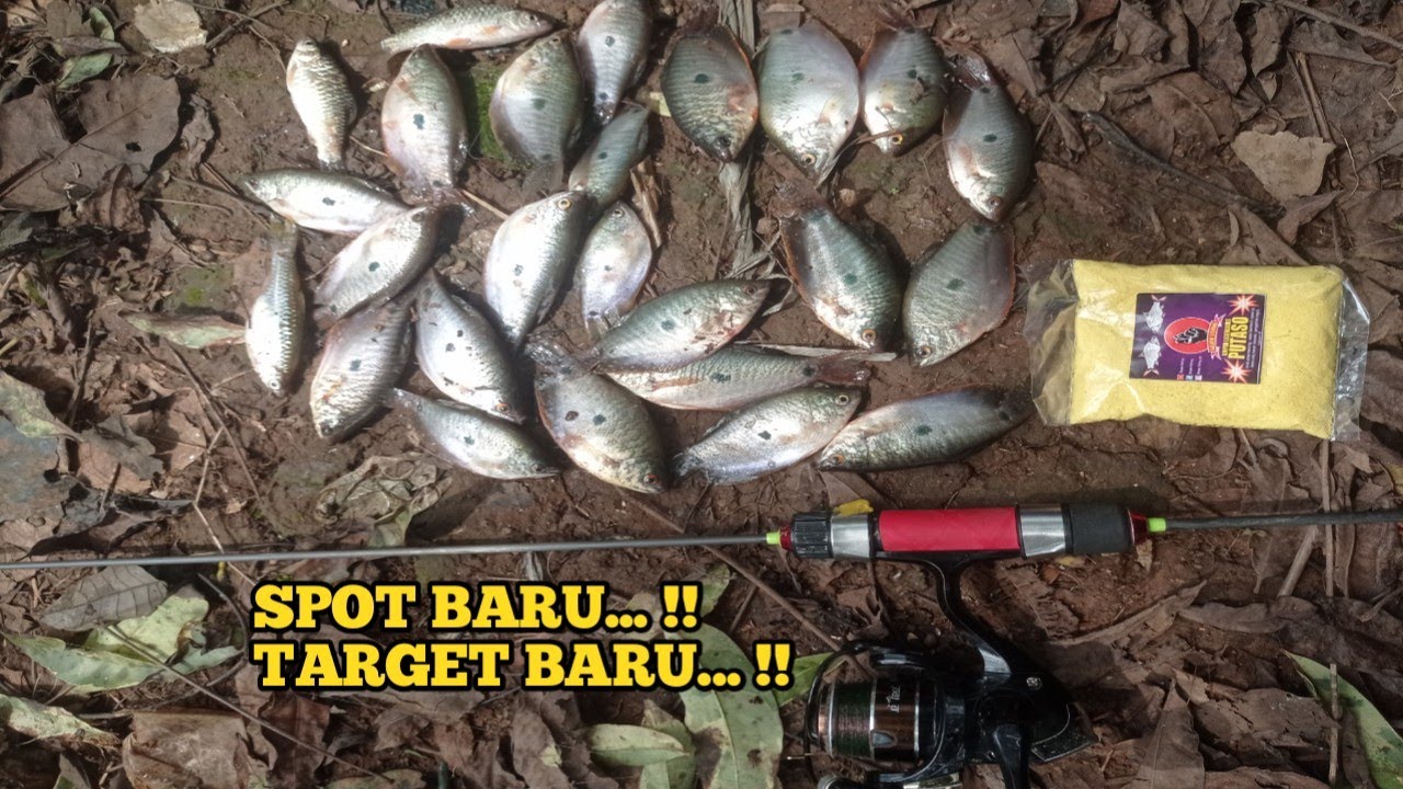 TERBARU ‼️ CARA DAN TRIK MANCING IKAN SEPAT LIAR VERSI SLEBEW FISHING ‼ ...