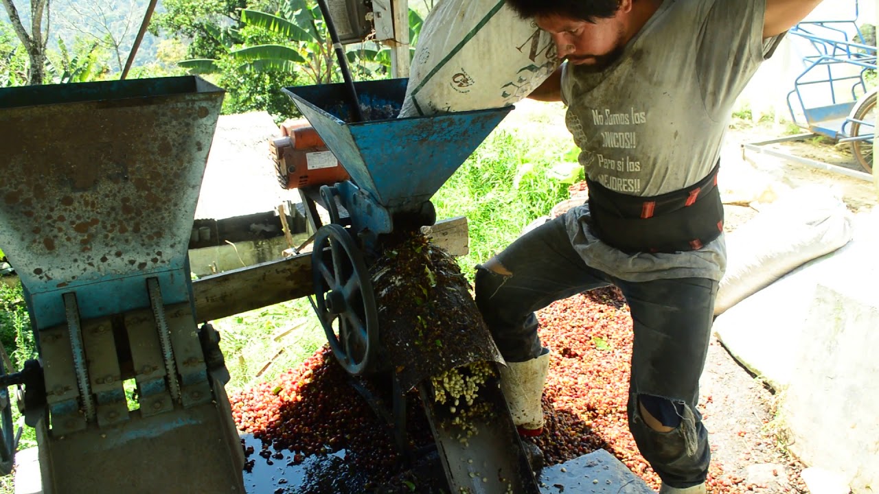 Despulpadora de café cereza en Cuauneutla. Beneficio húmedo de la Sra ...