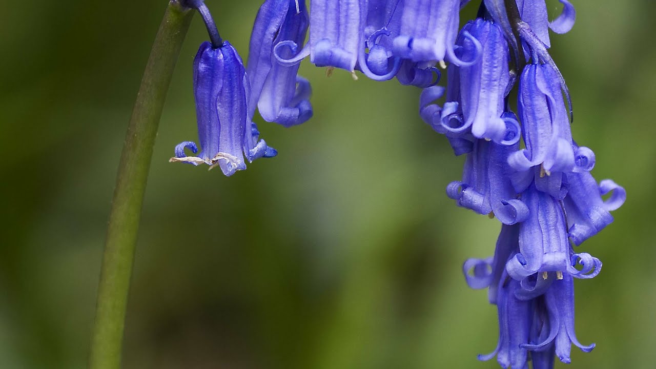 SCIENTIFIC NAME : BLUEBELL FLOWER - YouTube