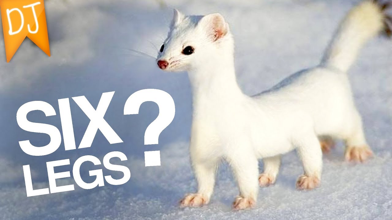 Six Legged Stoat! - Funny Photoshops #33 - YouTube