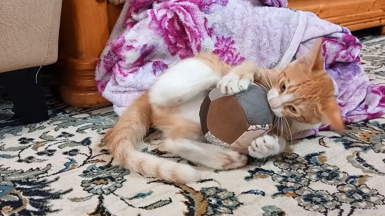 Garfield football goalkeeping practice. #funny 😻 - YouTube