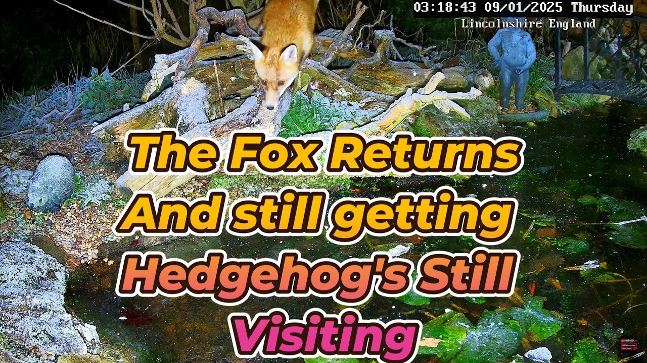 Fox return's and still having Hedgehog's visiting - YouTube