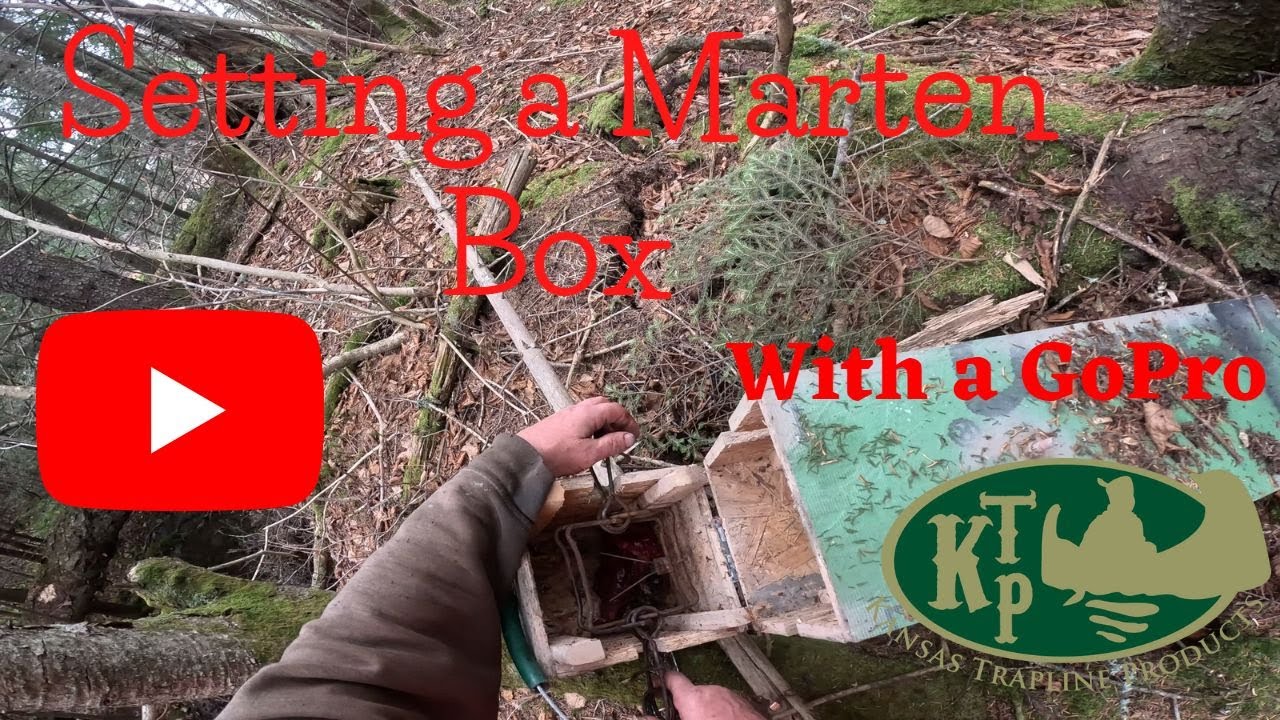 Marten Trapping; Setting A Maine Legal Marten Box Using GoPro - YouTube