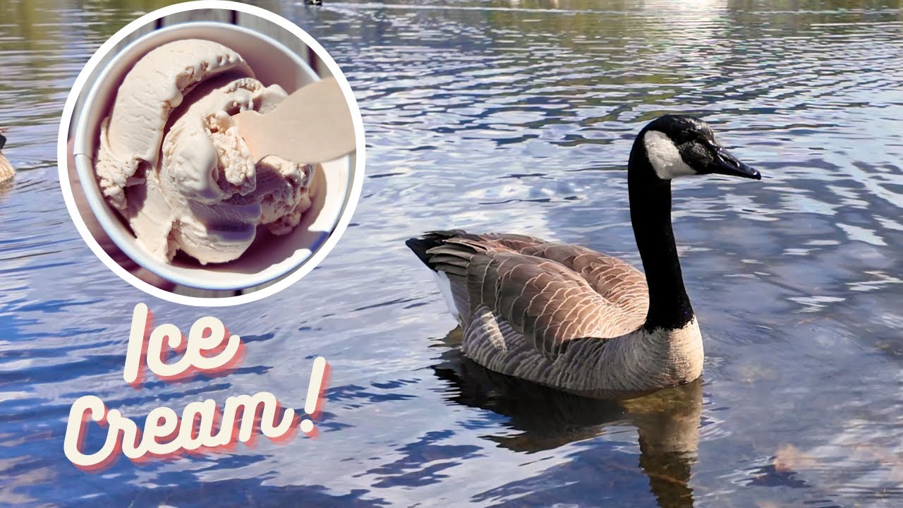 Canadian Nature Exploration and Ice Cream! - YouTube