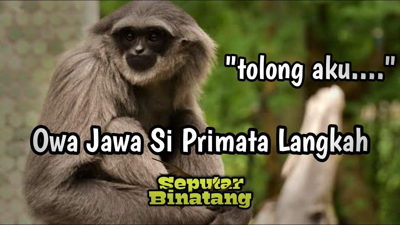 Seputar Binatang || Owa Jawa si Primata Langkah - YouTube