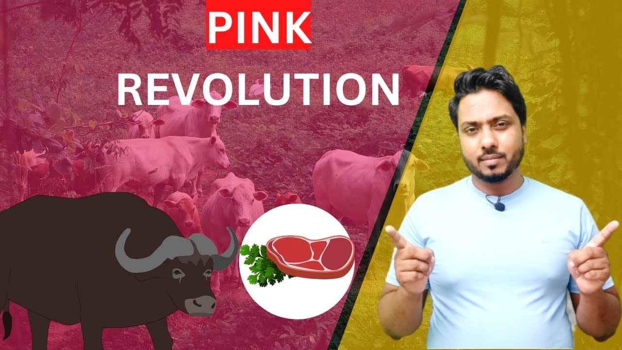Pink Revolution | India is the 4th largest beef exporter | Top beef ...