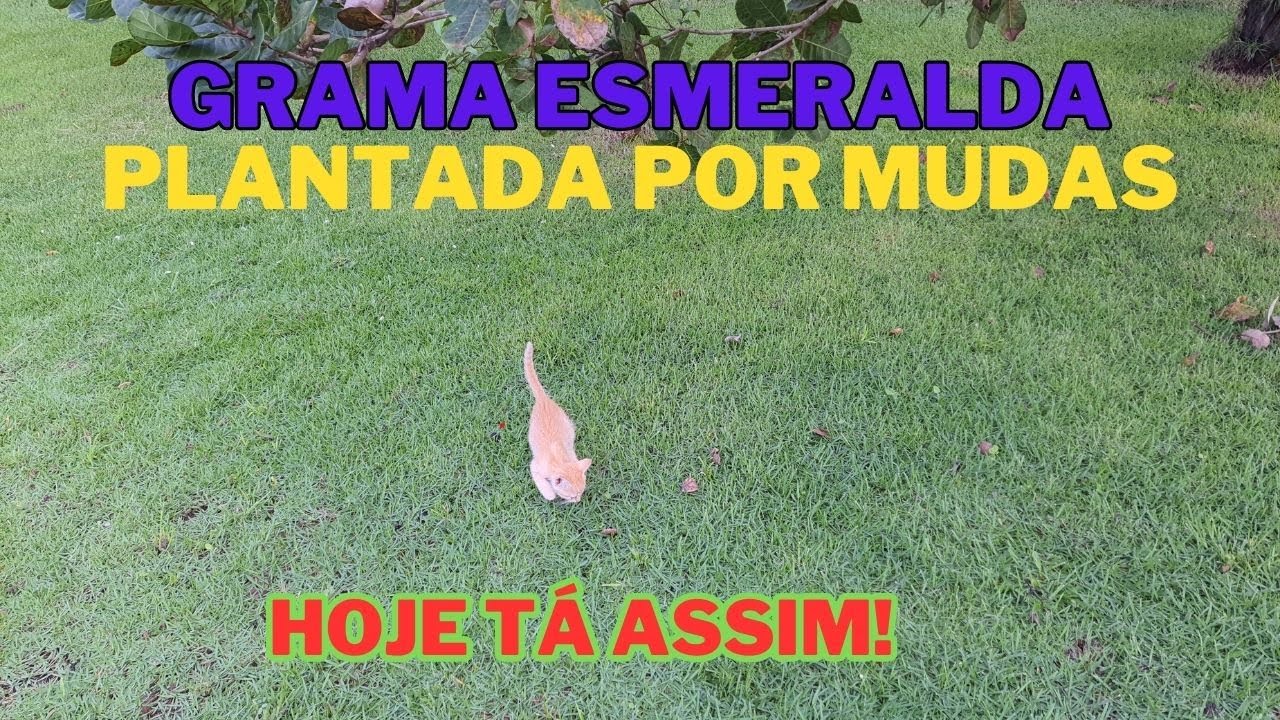 GRAMA ESMERALDA PLANTADA POR MUDAS VEJA COMO ESTÁ HOJE! - YouTube