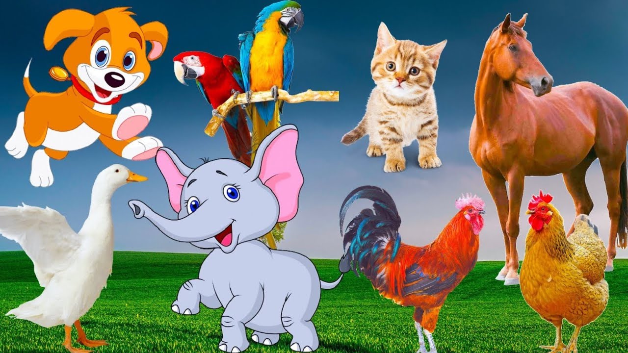 Wildlife sound in animal universe: kangaroos, birds, rabbits, dogs ...