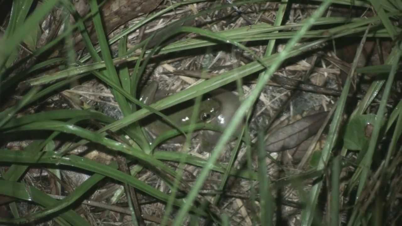 Tree Frog Sex Youtube