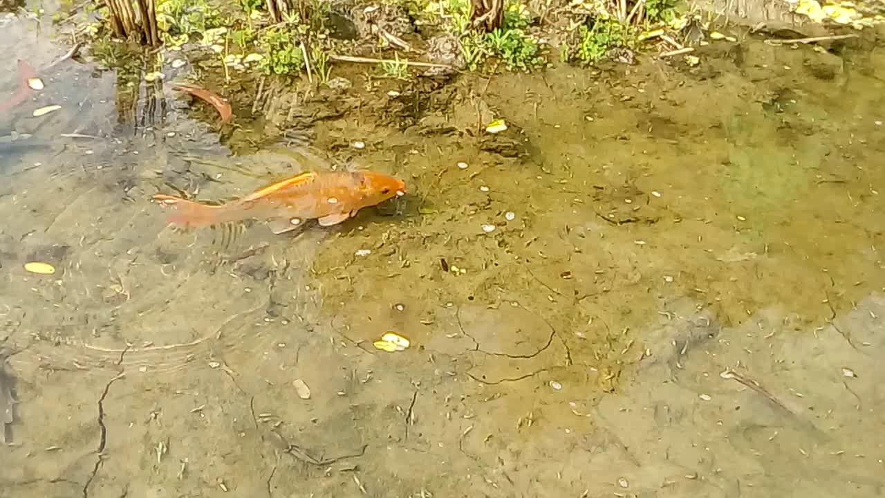 Red Fish in paddy field - YouTube