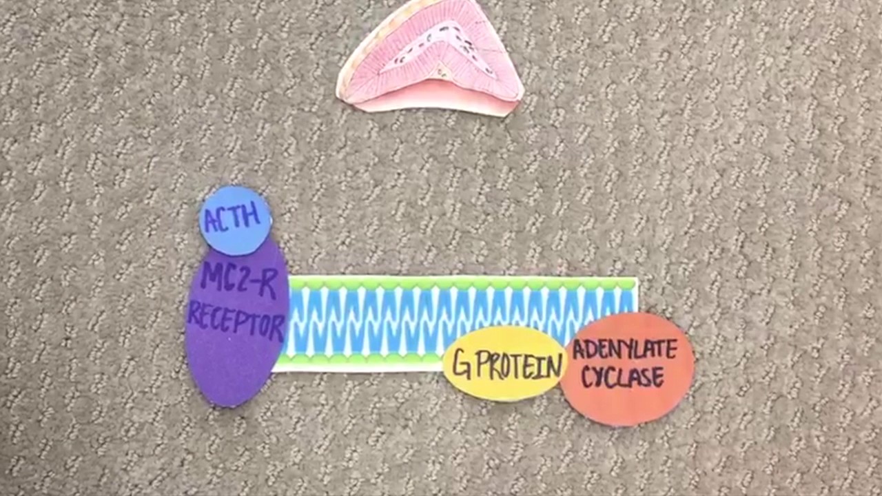 cortisol pathway - YouTube