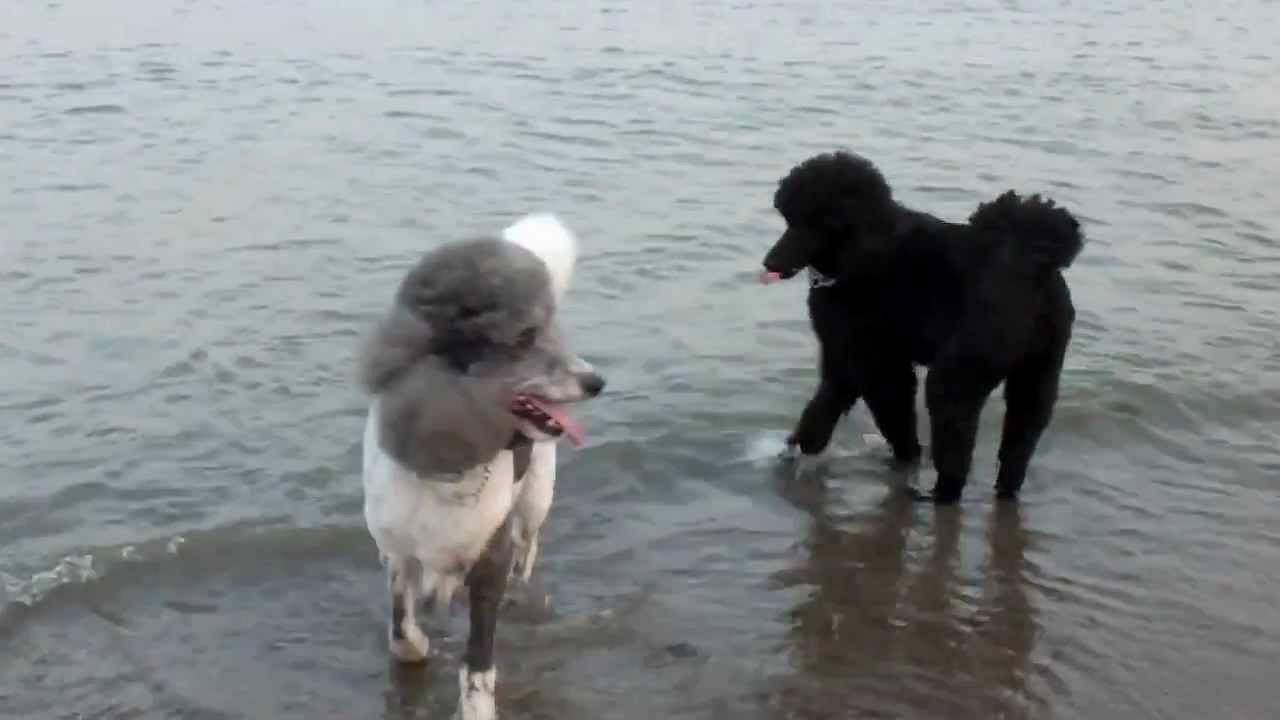 Standard Poodles playing on the beach - YouTube