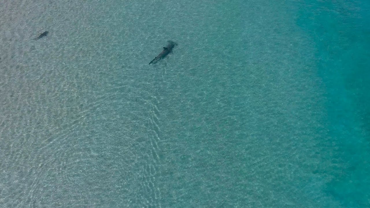 Great Hammerhead Shark Hunting Blacktips Pt. 2 - YouTube