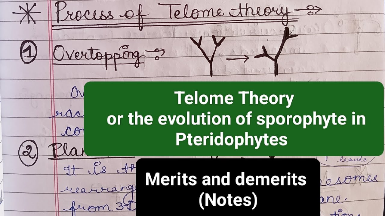 Telome Theory or Evolution of Sporophyte in Pteridophytes/ Types ...