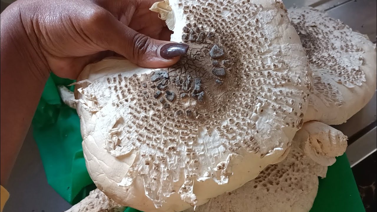 COOKING THE BIGGEST MUSHROOMS EVER | two ways. - YouTube