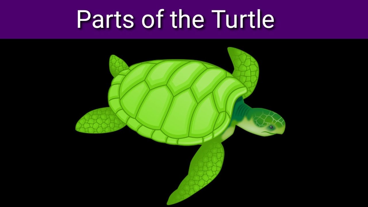 Parts of the turtle in english | turtle body part names | turtle - YouTube