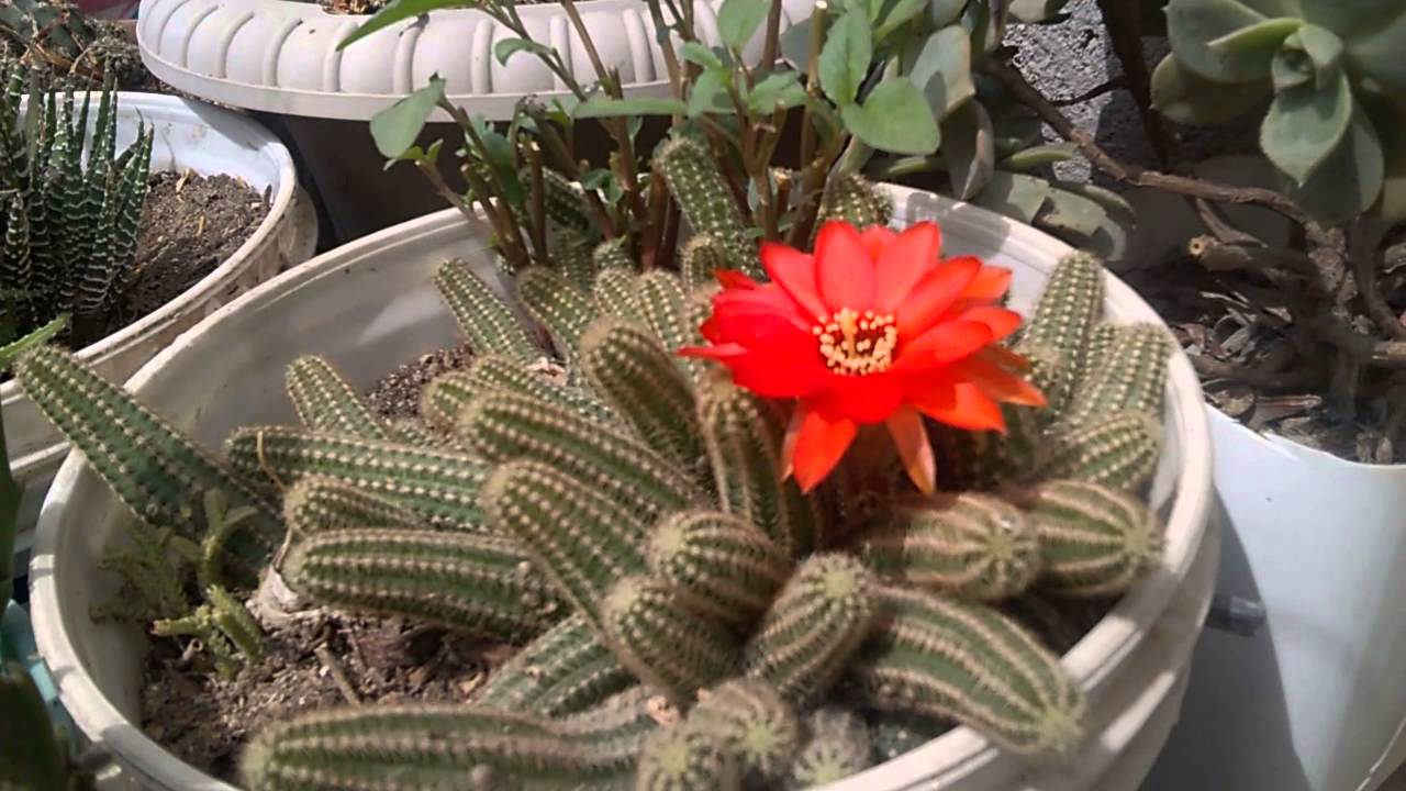 Cactus chamaecereus floreciendo - YouTube