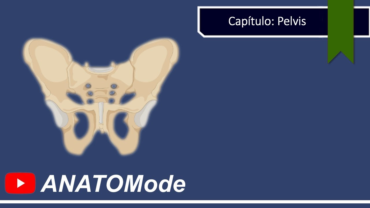 Anatomía de los huesos coxales: Ilion, Isquion y Pubis - YouTube