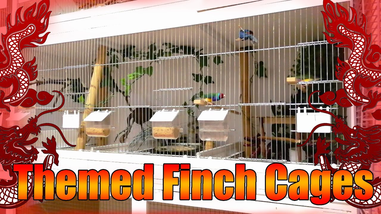 Themed Finch Breeding cages, Aviary Birds #Asia #Aviscaping - YouTube
