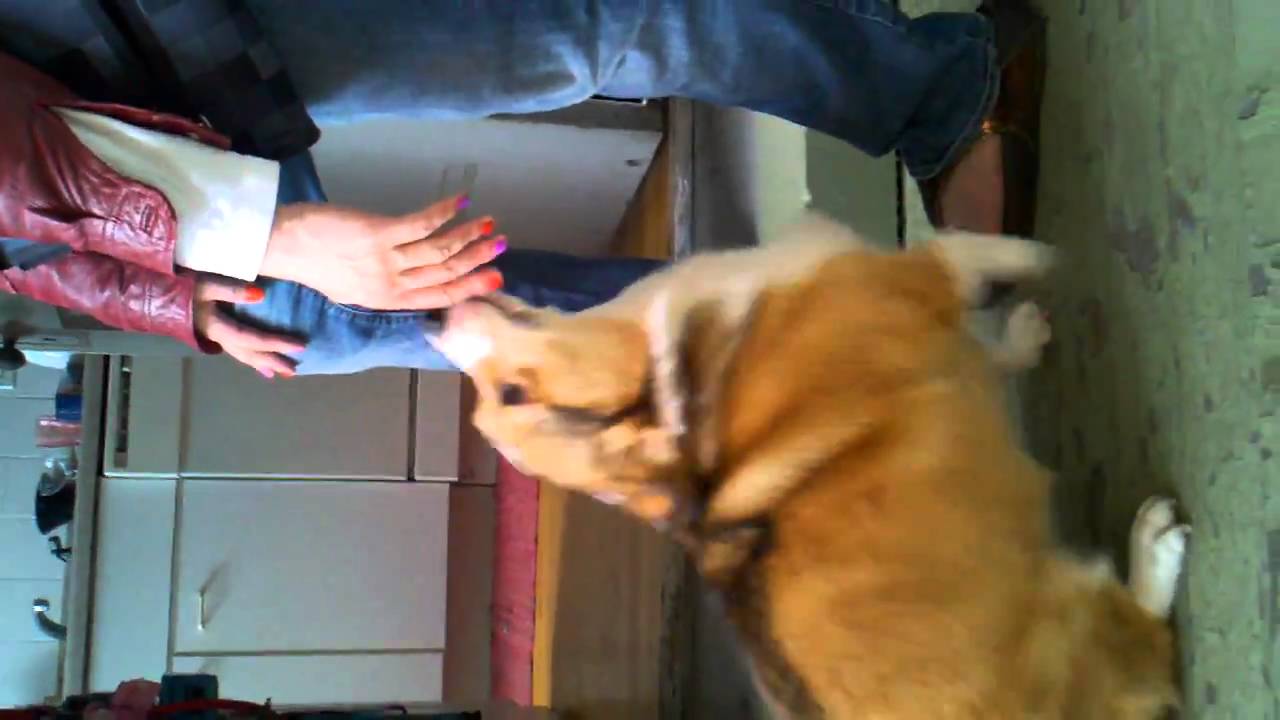 Corgi attack! - YouTube