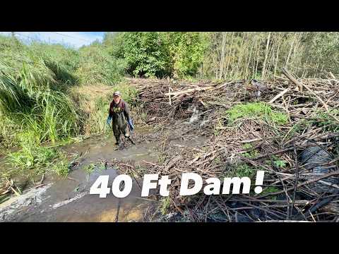 This Beaver Dam Almost Flooded a Wake Park!