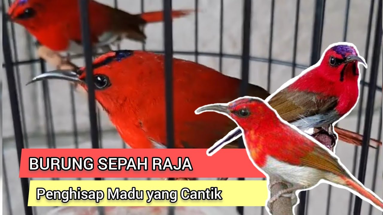 Sepah Raja Ekor Biru dan Ekor Merah - YouTube