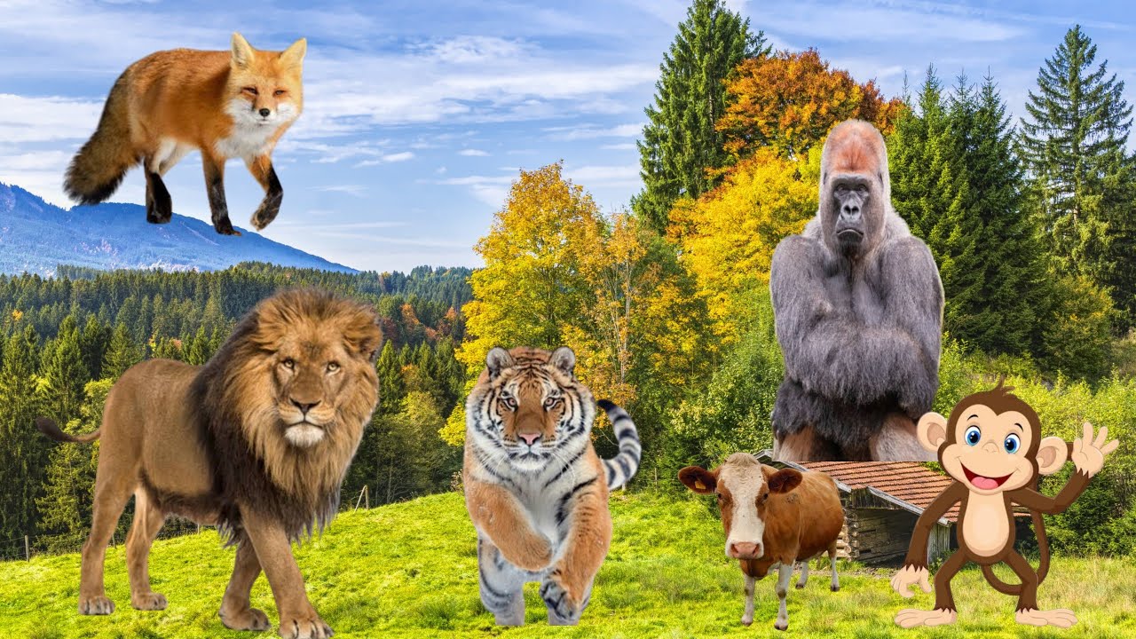 the interesting sounds of familiar animal lion dong gorilla🦍 - YouTube