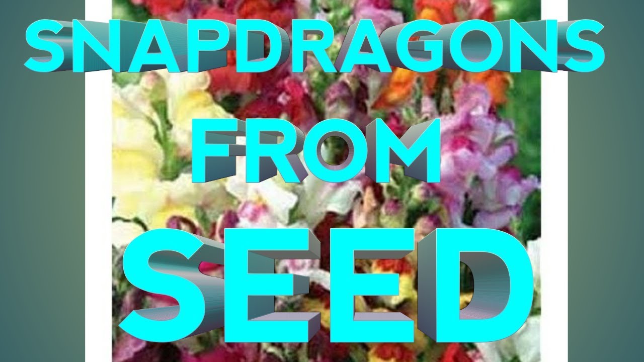 How to grow snap dragon from seed with guaranteed results every time ...