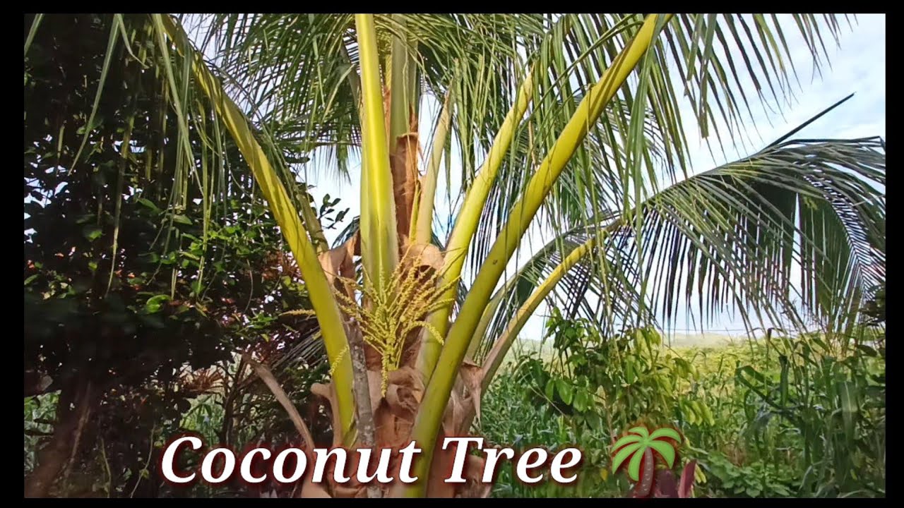 May BUNGA na Ang Nag iisa Kong Coconut Tree 🌴 Makakain na Ako Nito 🙏 ...