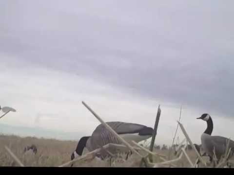 2011 Alberta Waterfowl Season - YouTube
